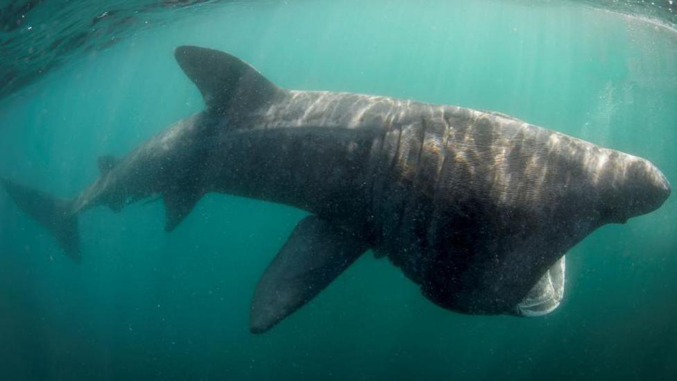 'Worrying' fall in basking sharks on Scotland's west coast - BBC News