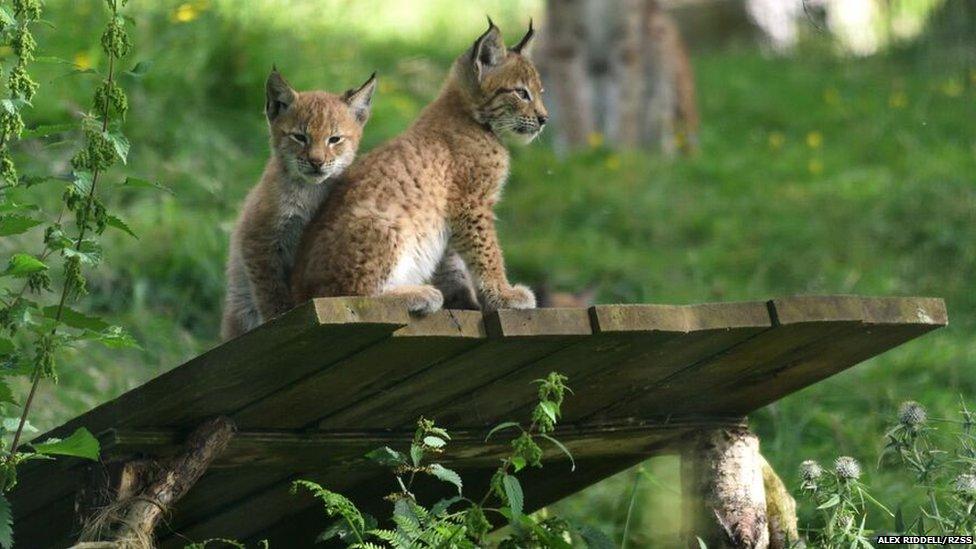 Park's new lynx cubs scout out their enclosure - BBC News