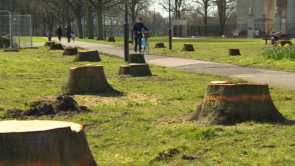 'Devastation' over 50 chopped Leicester Victoria Park trees - BBC News