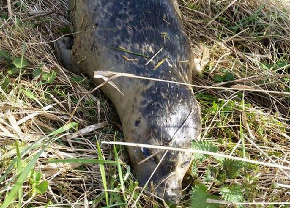 Body of seal found nearly 40 miles inland at Swavesey - BBC News