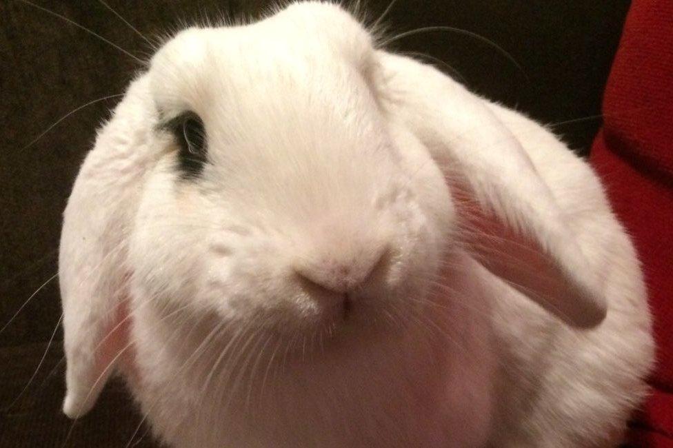 Protect pet rabbits against virus RVHD-2, say vets - BBC News
