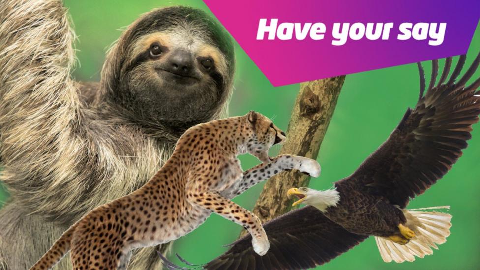 Check out Japan's epic snowball fight competition! - BBC Newsround