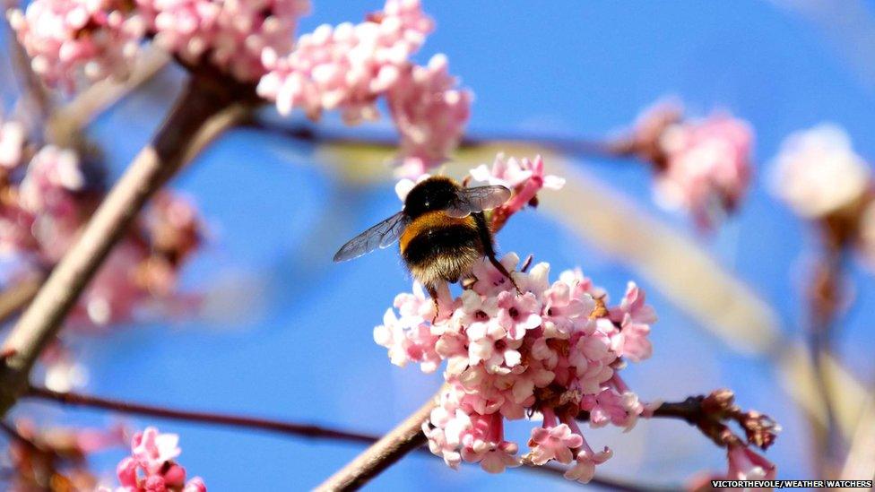 Signs of spring - BBC Weather