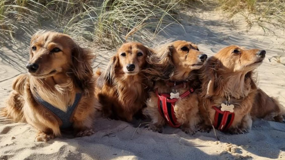 Thousands of sausage dogs invade Southwold beach for meet up - BBC News