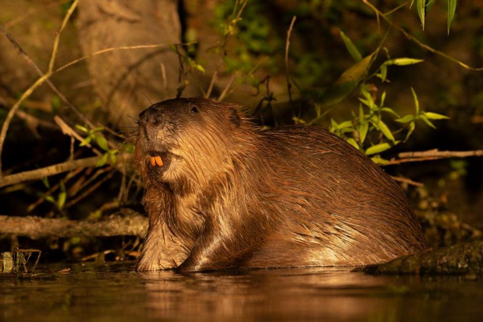 Charities call for government to back release of beavers into the wild ...