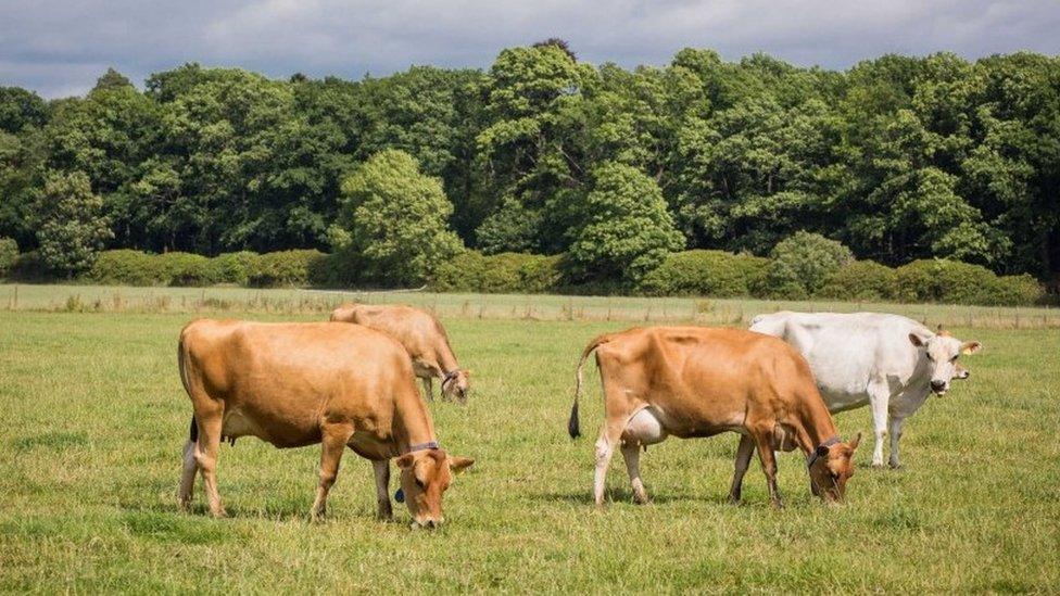 Dairy firm Graham's signs supply deal with Brakes - BBC News
