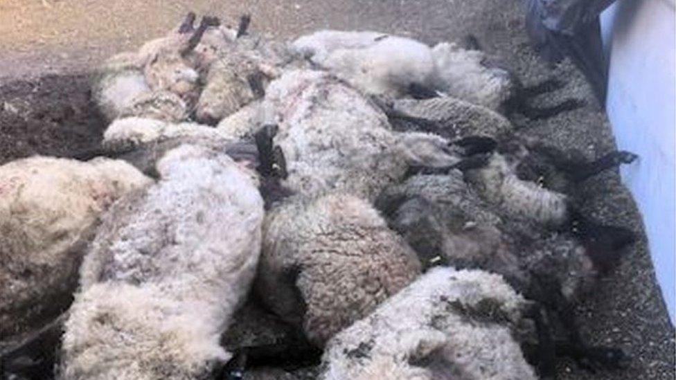 More than a dozen pregnant ewes killed near Ninfield - BBC News