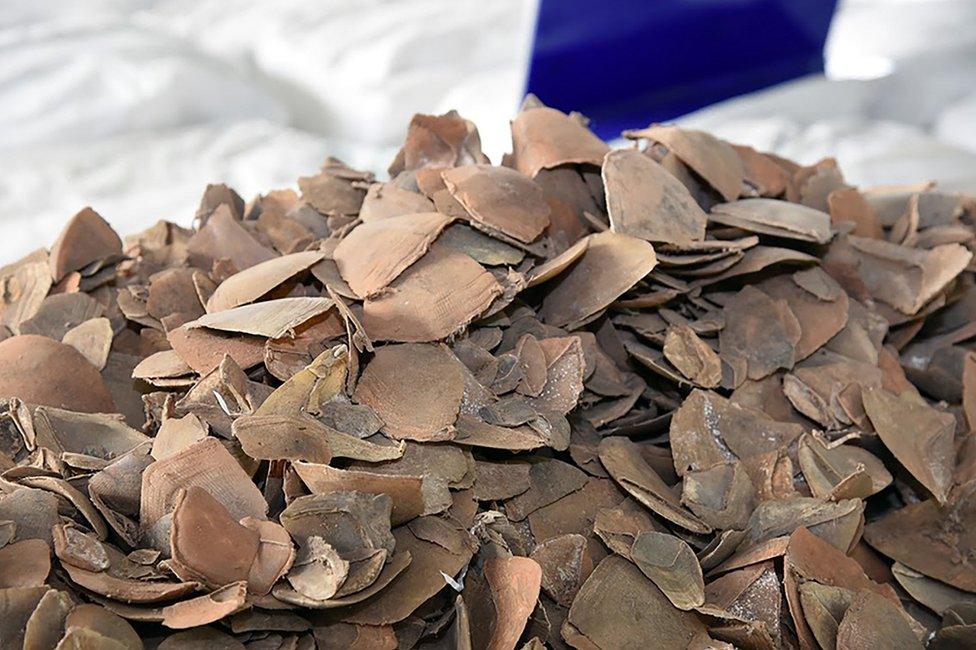China investigates 'rare pangolin banquet' in Guangxi - BBC News