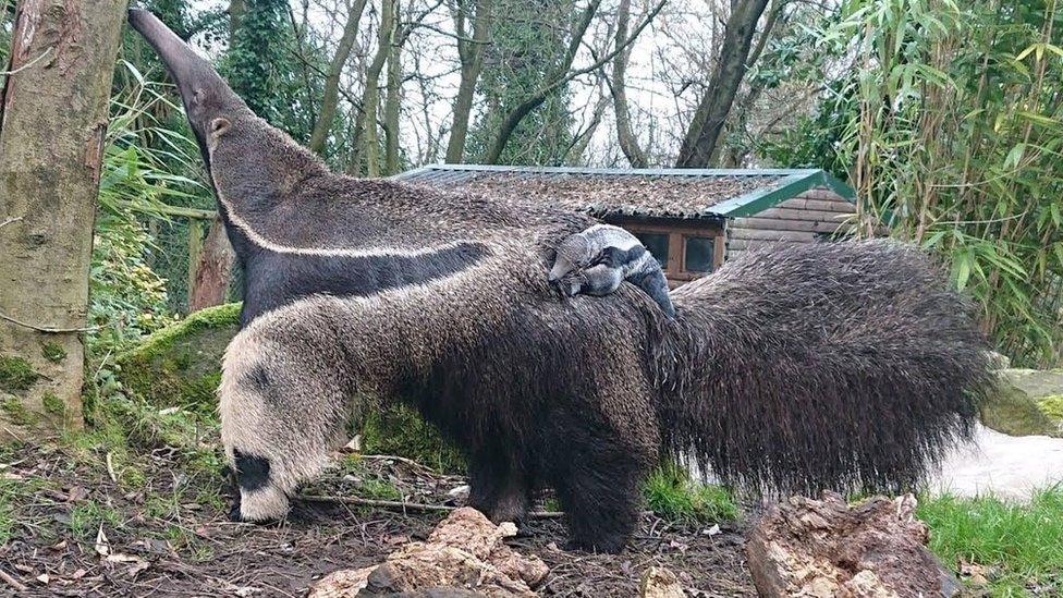 Zoo welcomes first giant anteater baby in 85 years - BBC Newsround