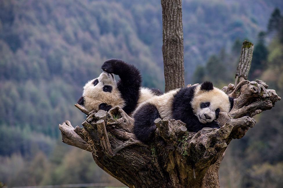 Week in pictures: 2 - 8 April 2022 - BBC News