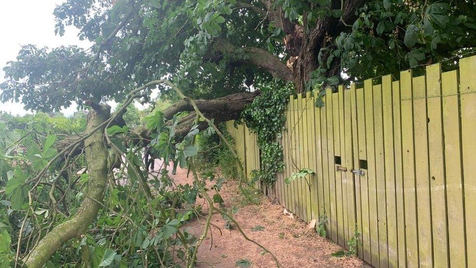 Thirsk man hit by falling tree branch says dog saved his life - BBC News