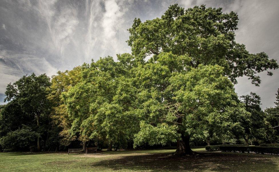 Epping's Gilwell Oak wins Tree of the Year 2017 - BBC News