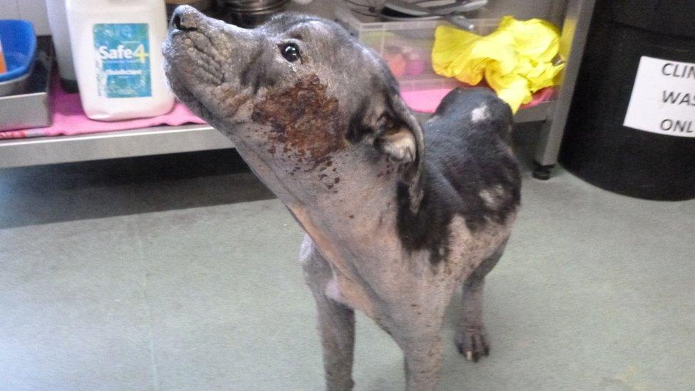 'Despicable' dog cruelty pair from Penzance sentenced - BBC News
