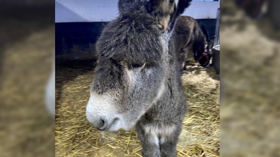 Meet the donkey who thinks he's a dog! - BBC Newsround
