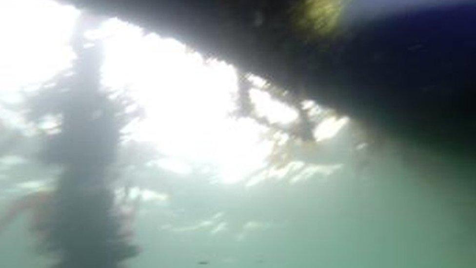 Do we need to wipe out clingons? - BBC News