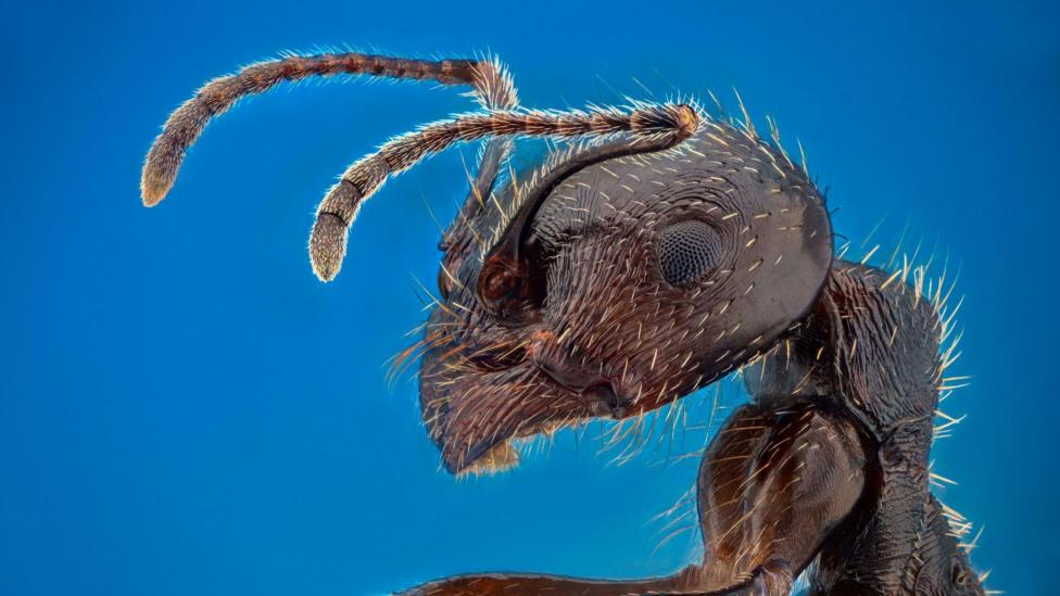 Robots: How copying ants could be the secret to better grip - BBC Newsround