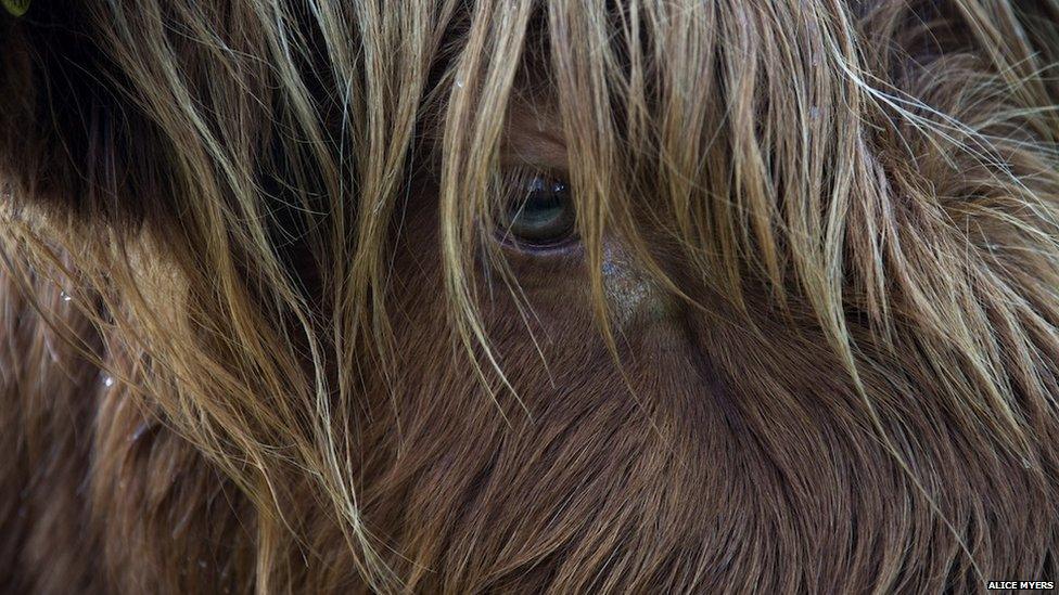 In pictures: The Droving Project - BBC News