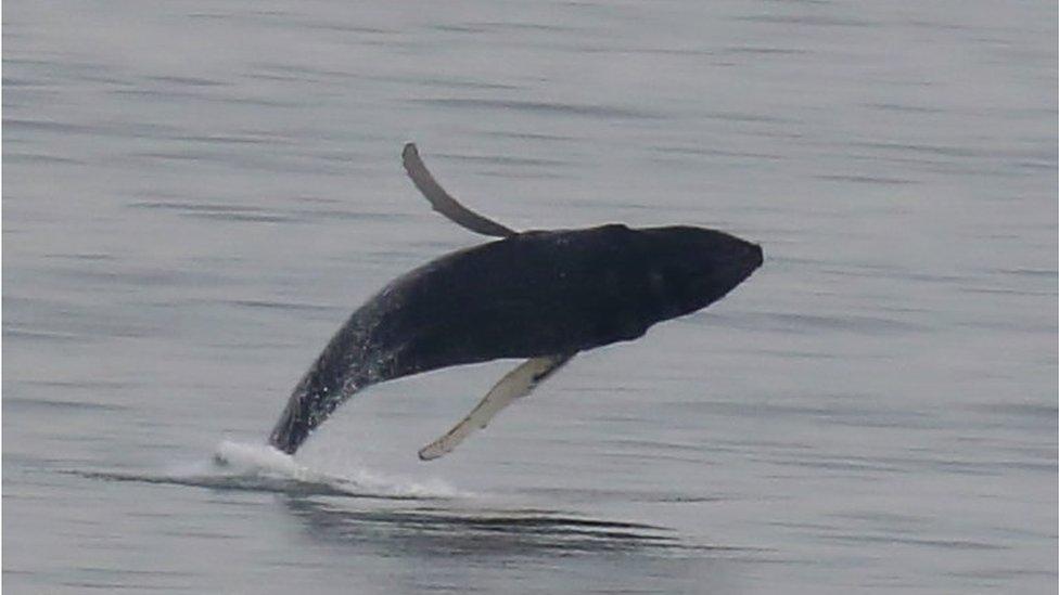 Pictures show humpback whale breaching in Firth of Forth - BBC News