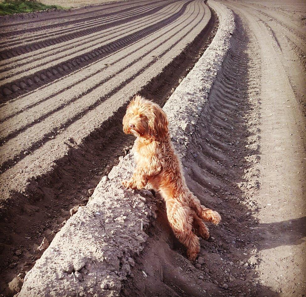 Your pictures: Farmland - BBC News