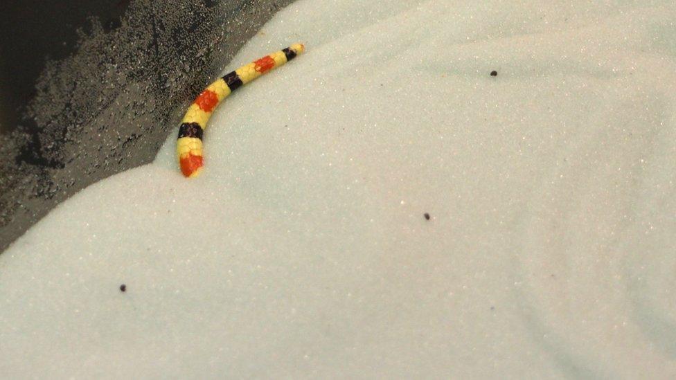 Snake walk: The physics of slithering - BBC News