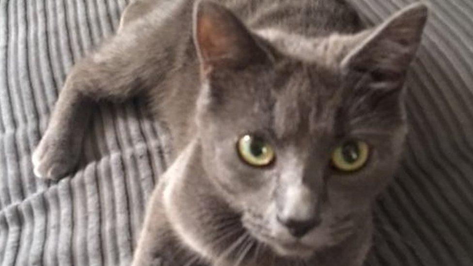 Cat stabbed to death in 'deliberate' Aylsham attack - BBC News