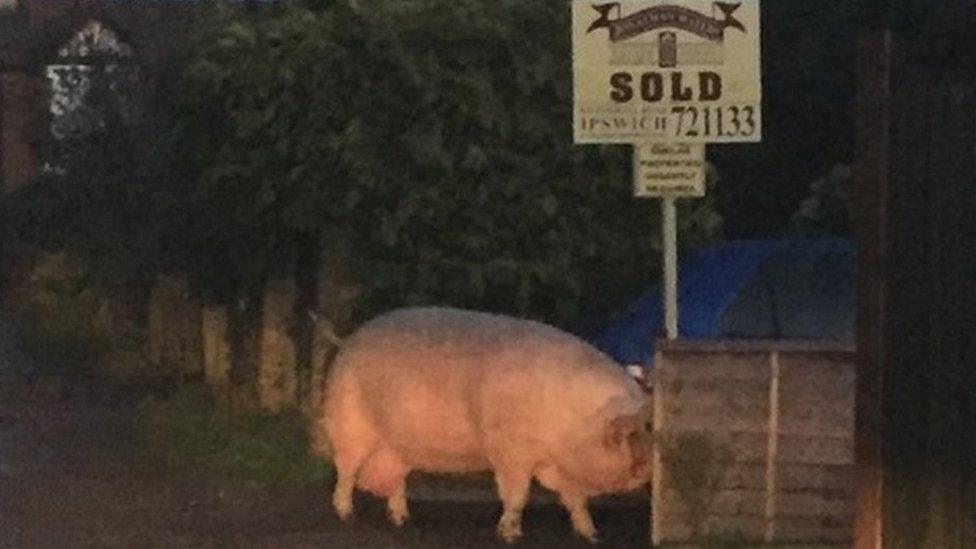 Ipswich 'pigsty' pig house back on market - BBC News