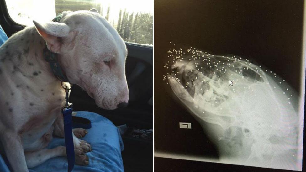 Rescued bull terrier Eric has 50 pellets in head - BBC News