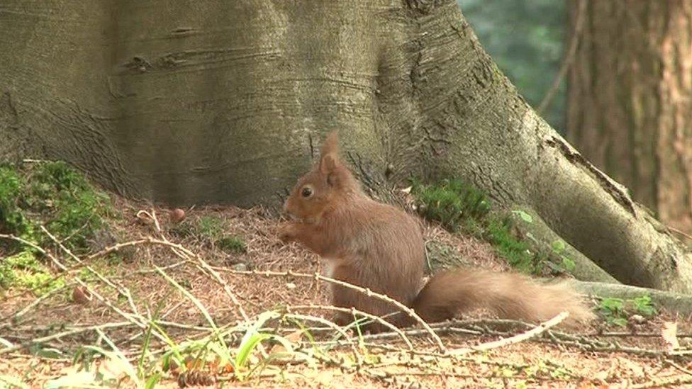 Squirrel pox: Environmentalists hope Tollymore outbreak will not have ...