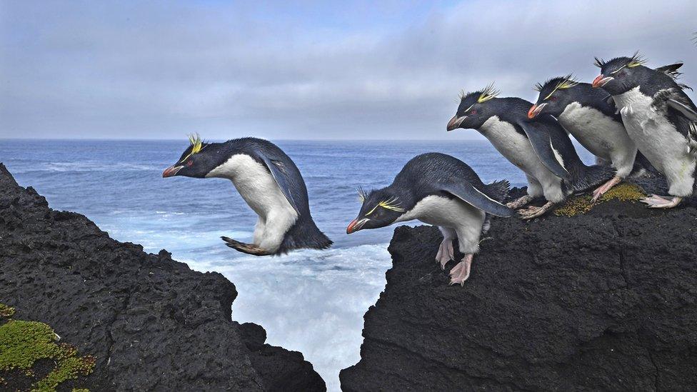 Award-winning photographs go on show at Holyrood - BBC News