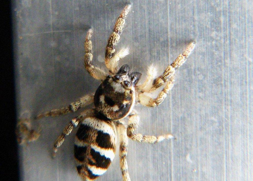 Scotland-wide survey of spider species - BBC News