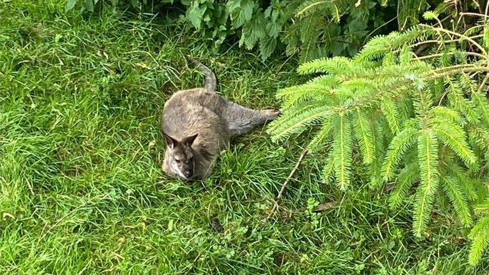Northern Ireland wallaby returns home after going on the run - BBC ...