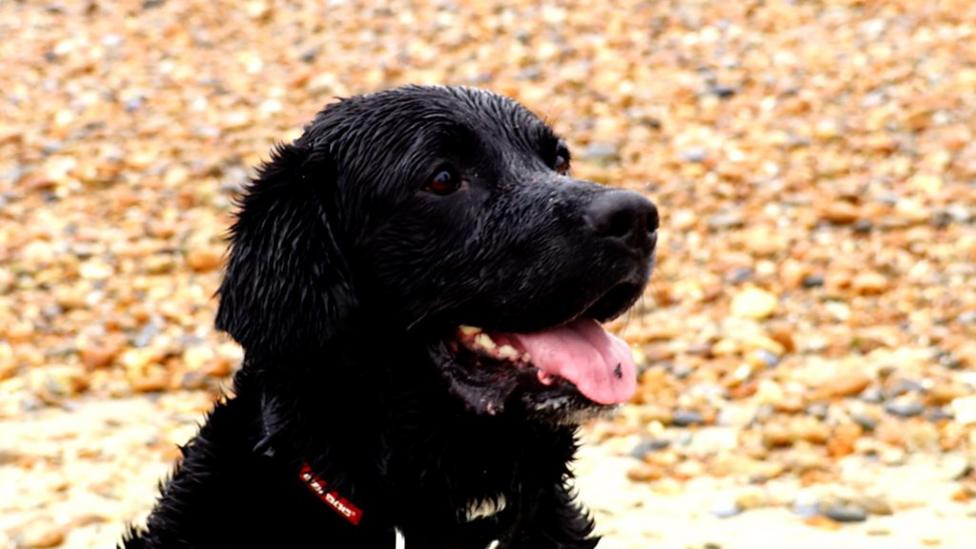 Tributes pour in for 'hero' dog Pete - BBC News