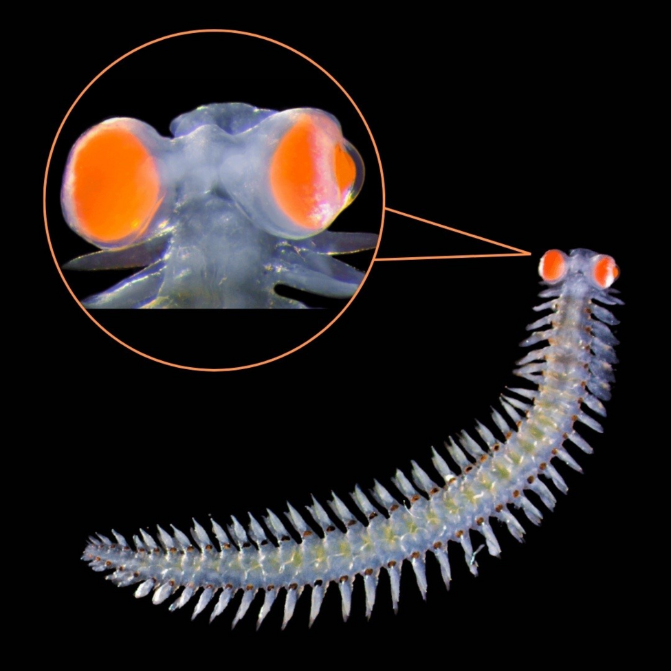 Why does this sea worm have GIANT eyes? - BBC Newsround