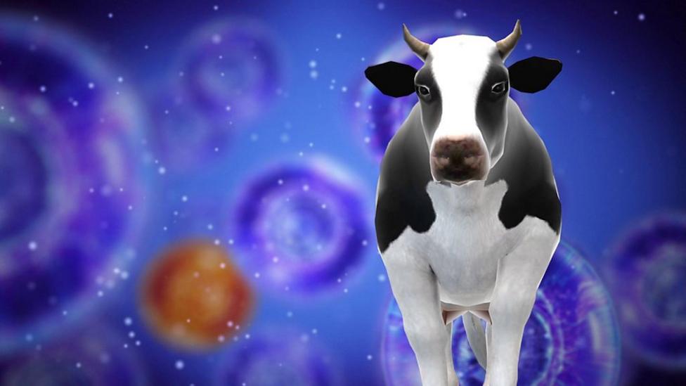 Why wombats have CUBE-SHAPED poo! - BBC Newsround