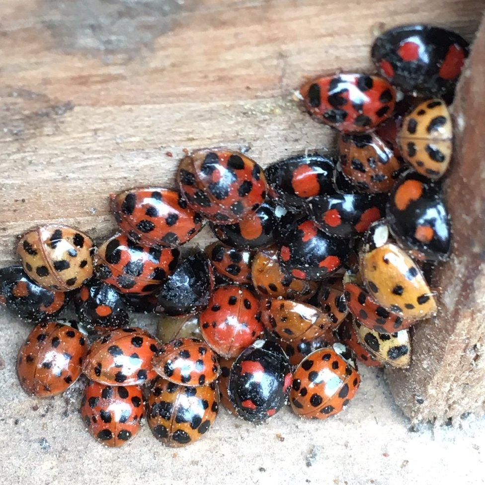 We're being invaded - by ladybirds - BBC News