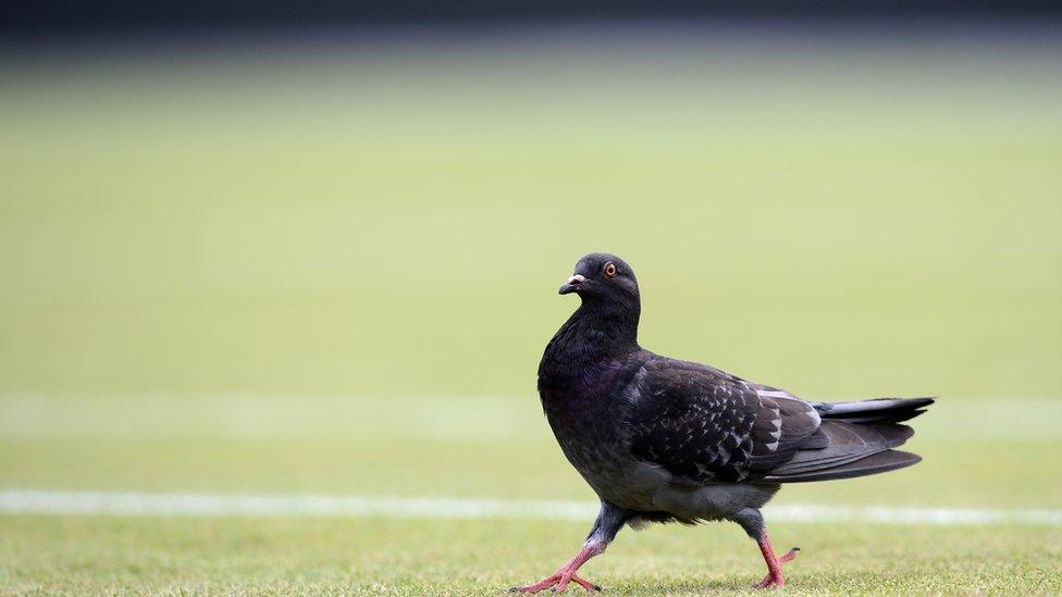 Here's how to play Wimbledon tennis bingo - BBC News