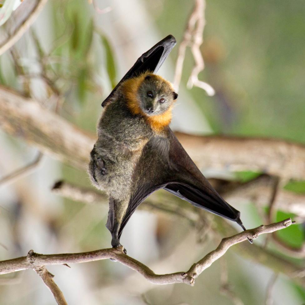 This is what happens when you turn bats upside down - BBC Newsround