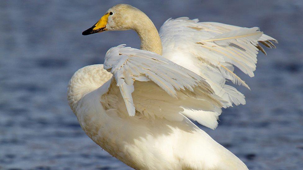 First NI bird flu case found in County Derry wild swan - BBC News