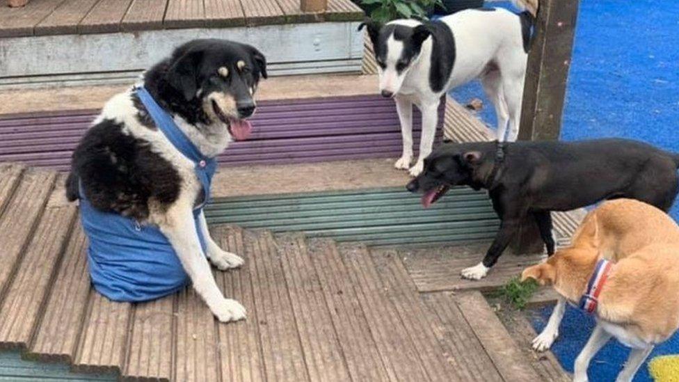 Dog with two legs to run a marathon - BBC Newsround