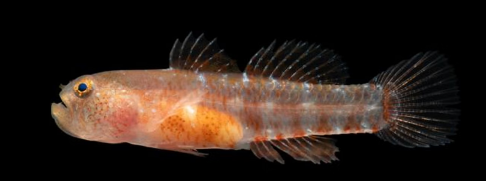 Are you as grumpy as this fish? - BBC Newsround