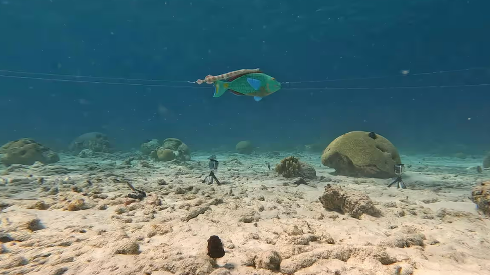 Sea wildlife: Trumpetfish shadow to sneak up on their prey - BBC Newsround
