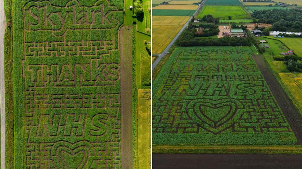 NHS maize maze tribute cut in March, Cambridgeshire - BBC News