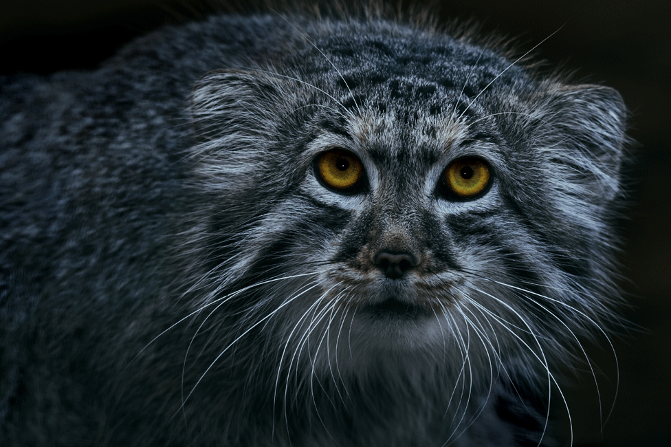 Scots and Iranians in effort to uncover rare cats' secrets - BBC News