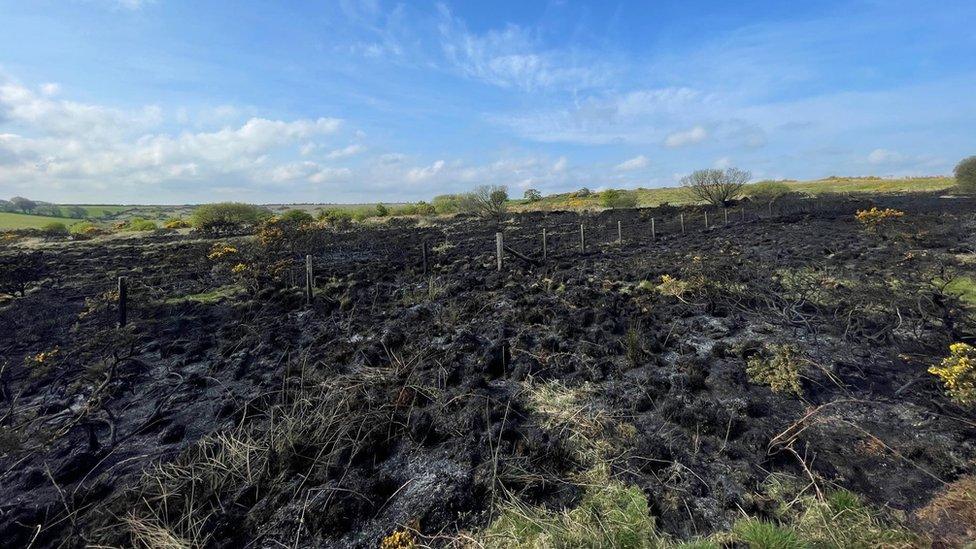 Large gorse fire on Bodmin Moor - BBC News