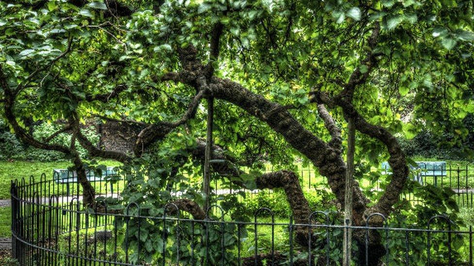 England's Tree of the Year finalists unveiled - BBC News