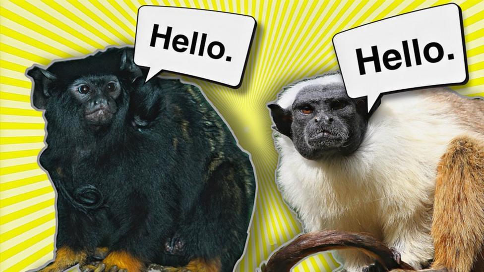 Escaped monkey found in Scotland after five day search - BBC Newsround