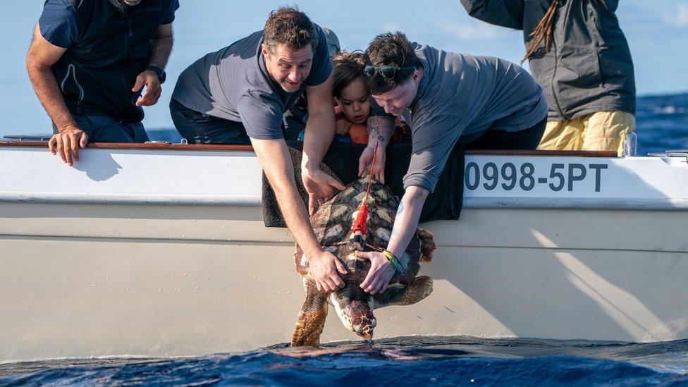 Lost turtle returned to wild after washing up on Scottish beach - BBC ...
