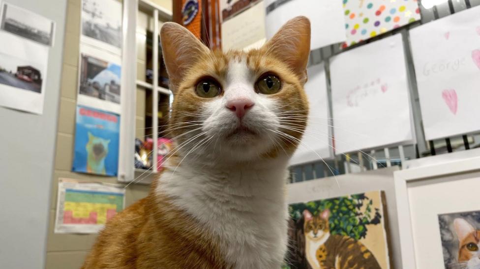 Train station cat puts Stourbridge on the map - BBC News
