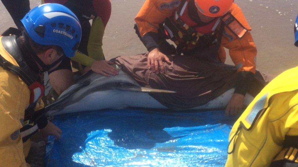 Stranded dolphin rescued from Burnham-on-Sea beach - BBC News