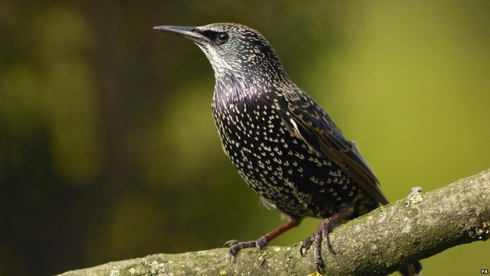 Pictures: Britain's top ten most common birds - BBC Newsround